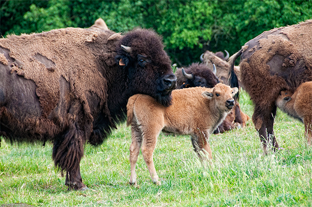 Day 25 – Bison Farm Stay – Elevage Bisons de Poitou, Valdivienne ...